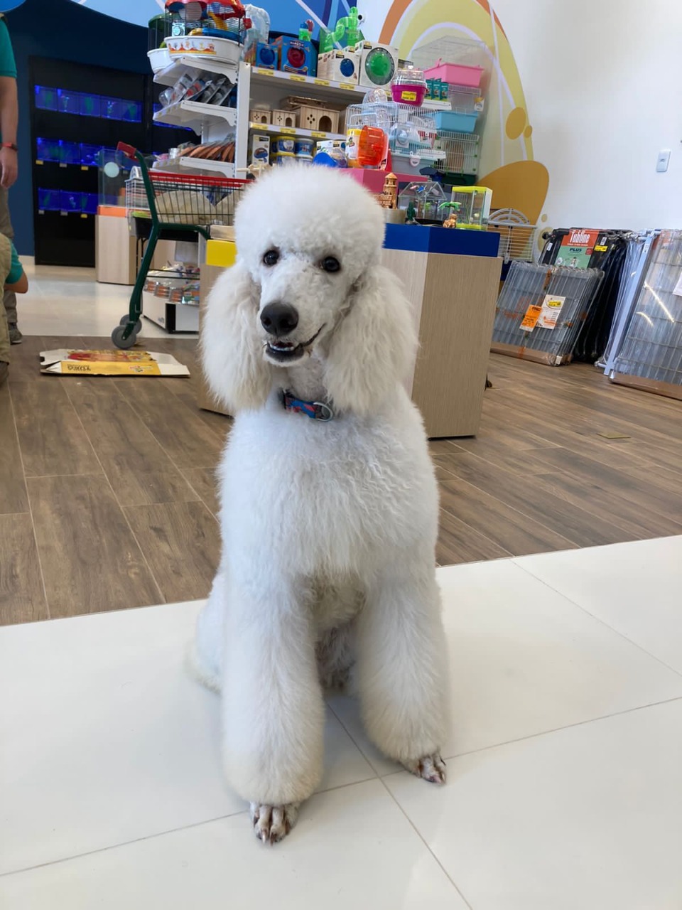 Mundo Pet abre 15ª loja e soma R$ 45 milhões investidos em 5 anos