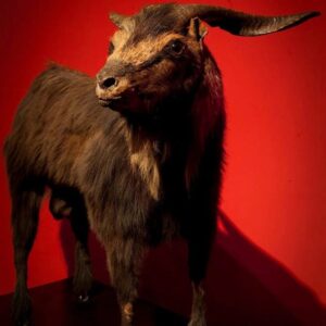 Museu do Bode Ioiô será inaugurado em Fortaleza; saiba mais